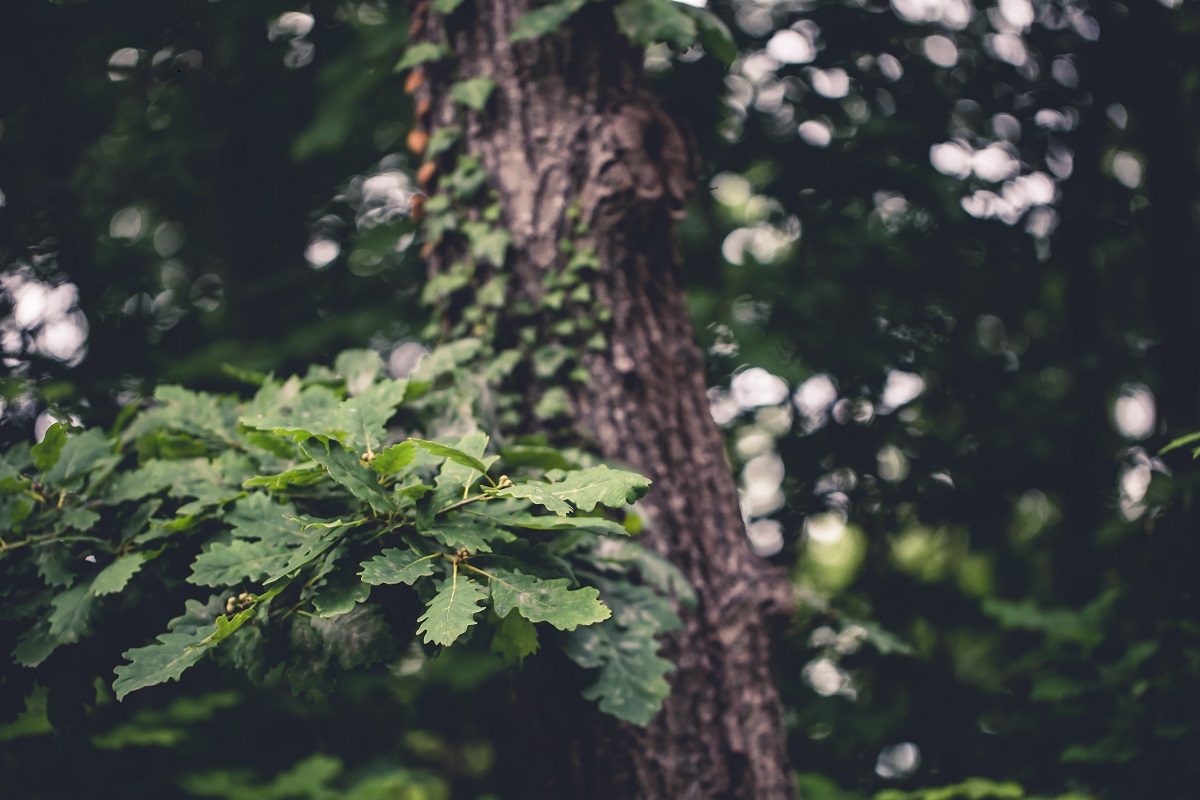 Wildwood, Tree Rings, Climate and Environment - Liz Pearson Mann